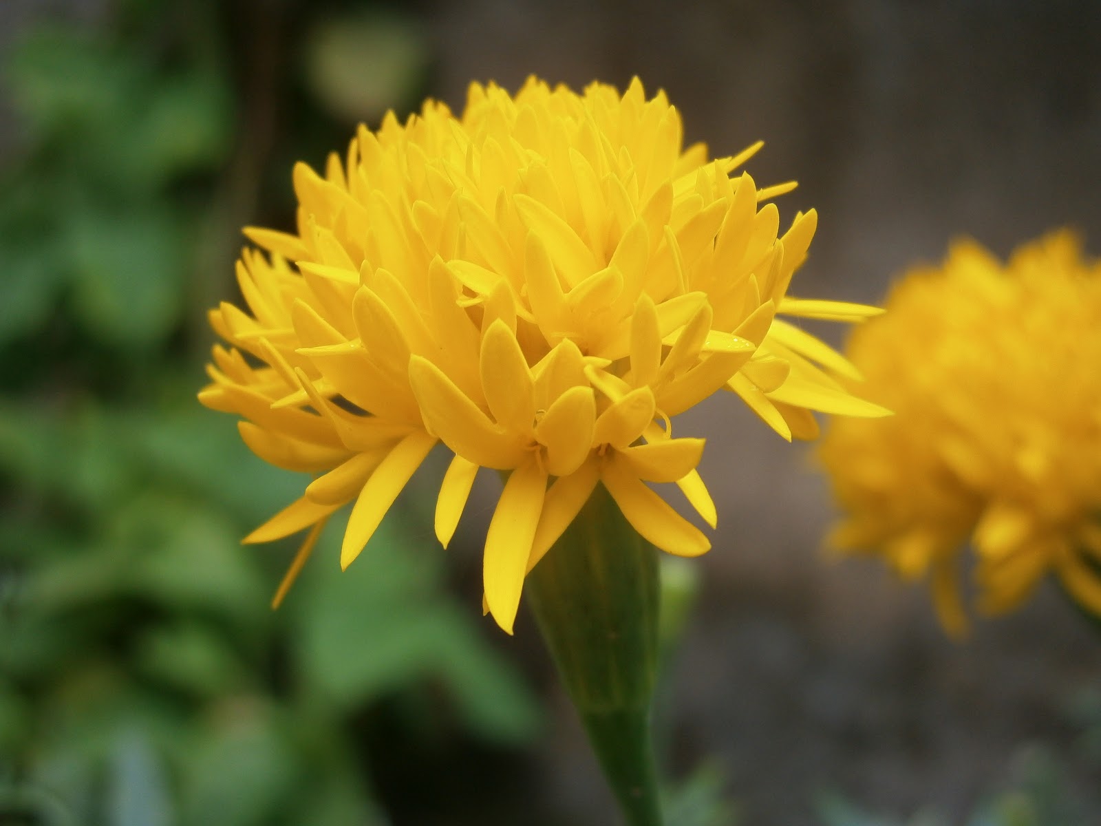 ලෝවනය : දහස් පෙතියා මල