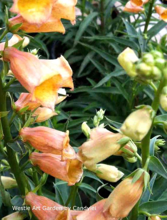 Westie, Art & Garden: Goldcrest Foxglove Digitalis Orange Perennial