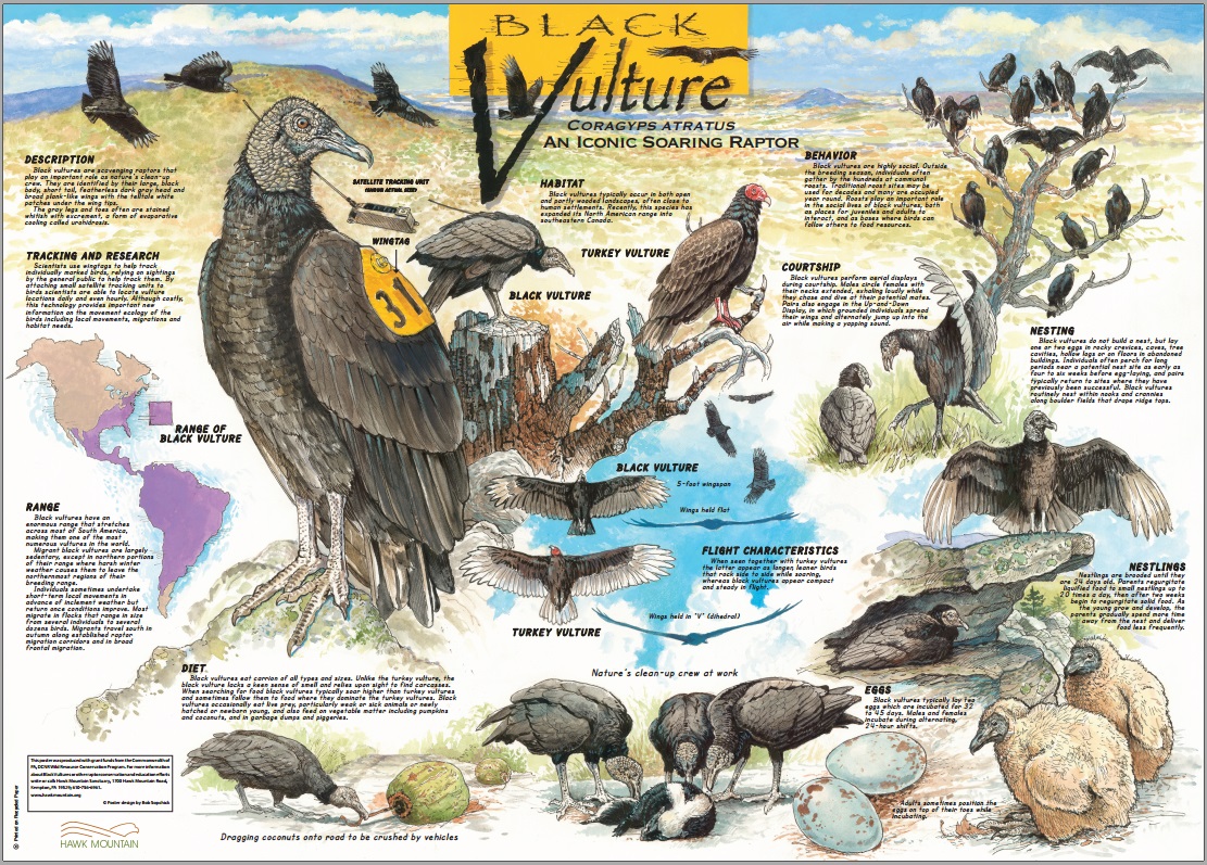 PA Environment Digest Blog: Hawk Mountain Sanctuary Releases New ...