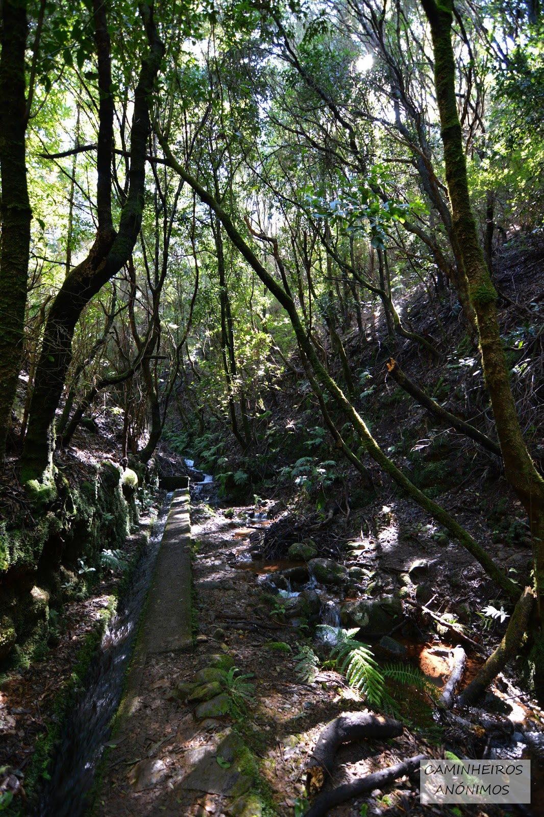 Caminheiros Anónimos Levadas da Madeira : Levada Grande (Achadas da Cruz)