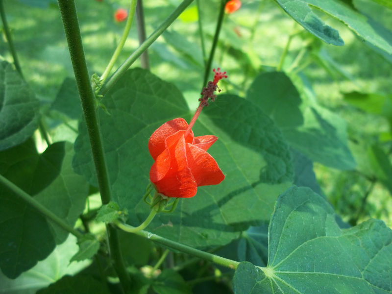 Davy's Louisiana Gardening Blog: Turk's Cap
