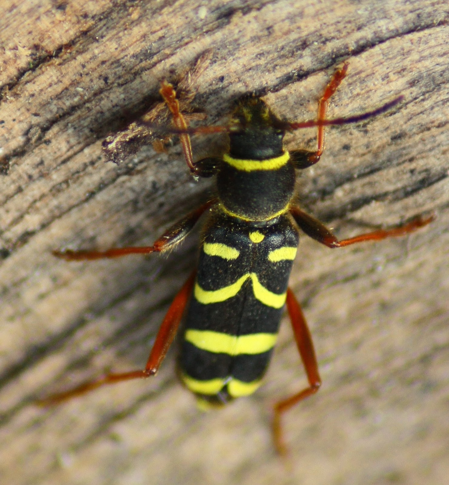 Samuel Birding: Wasp Beetle