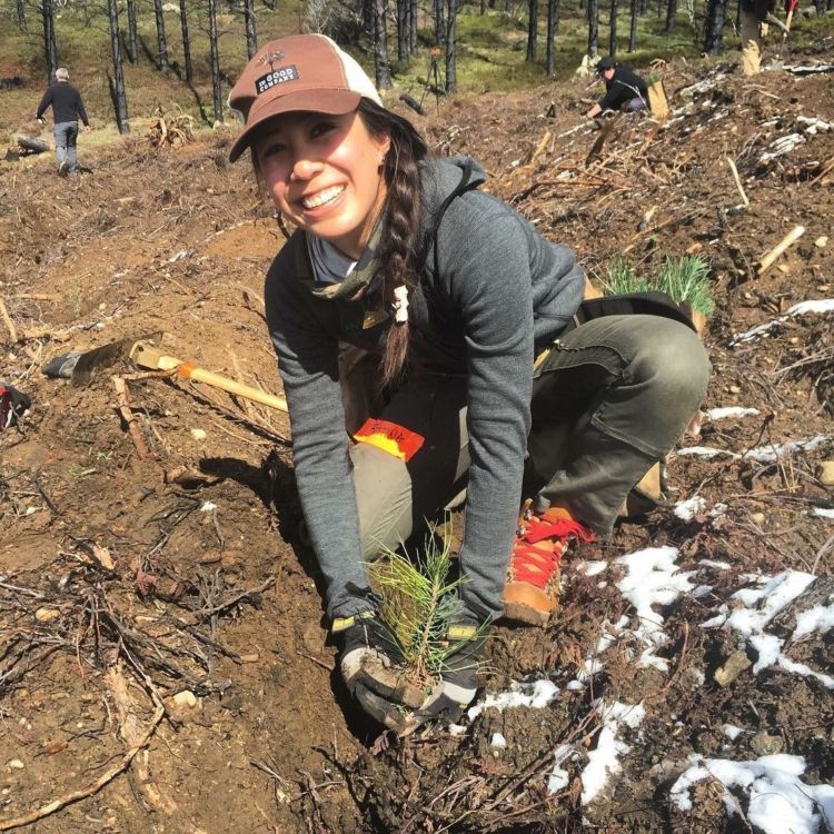 Volunteer-Based Rim Fire Restoration – Wildfire in the West
