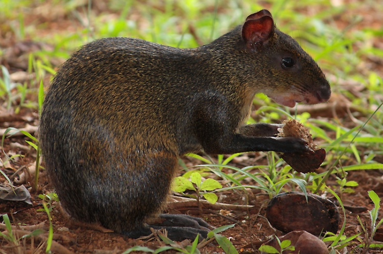 CANTA CRIANÇA E...: A CUTIA