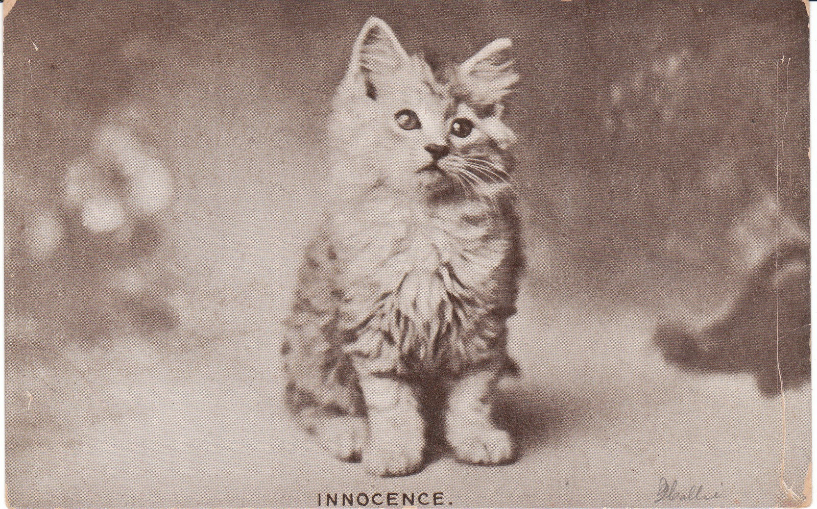 View from the Birdhouse: Vintage Cat Postcards are the Cat's Meow
