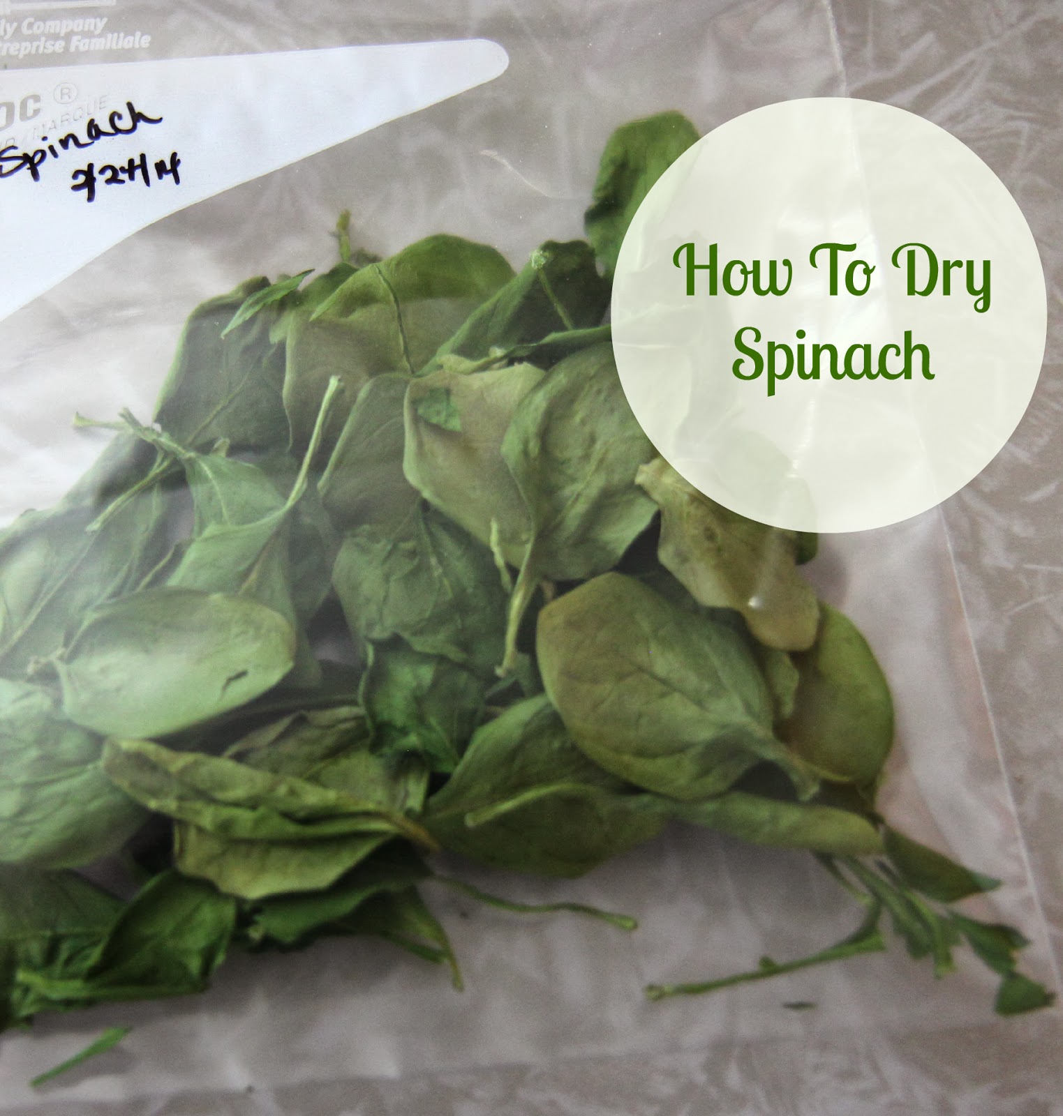 How to Dehydrate and Use Baby Spinach Leaves
