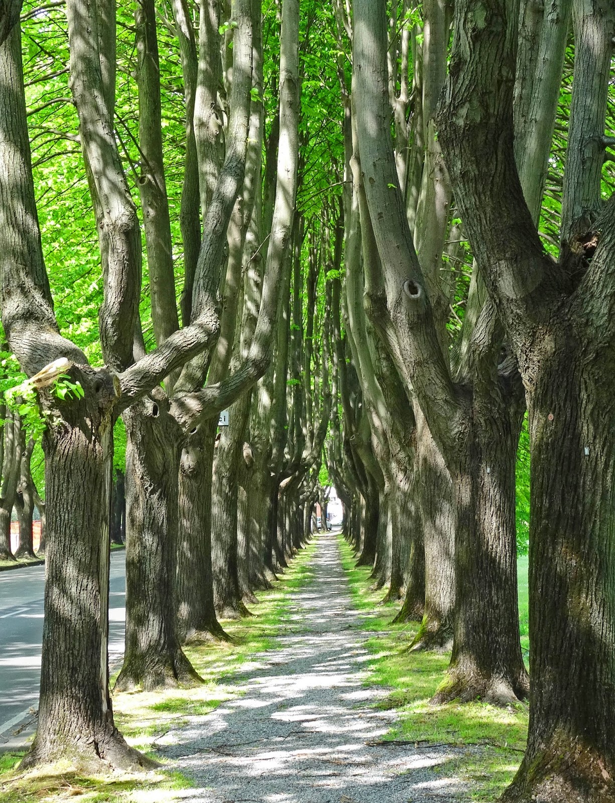 Joe's Retirement Blog: Trees, Lucca, Tuscany, Italy