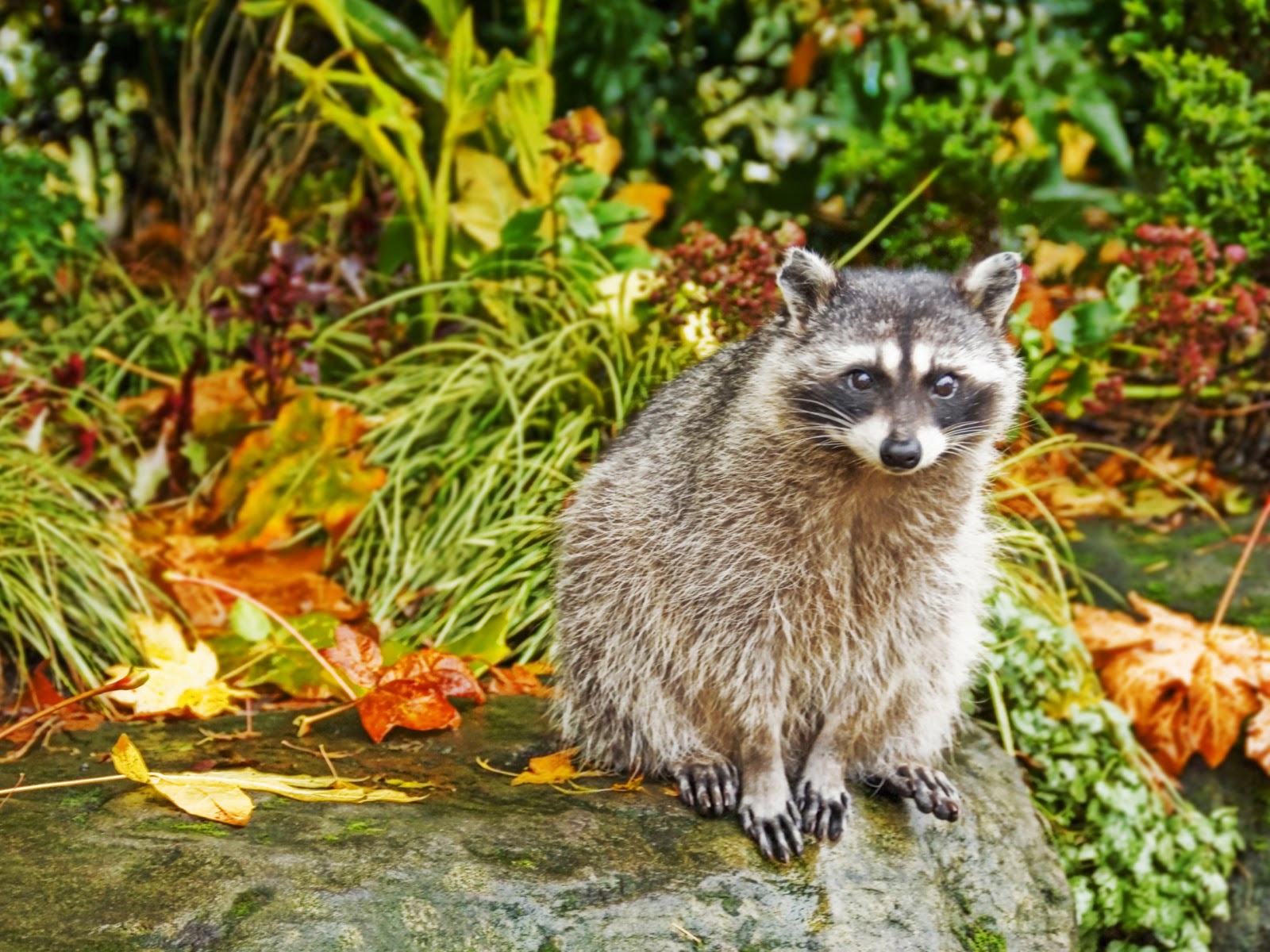 Autumn Animal Images ~ Autumn Crafts Picture