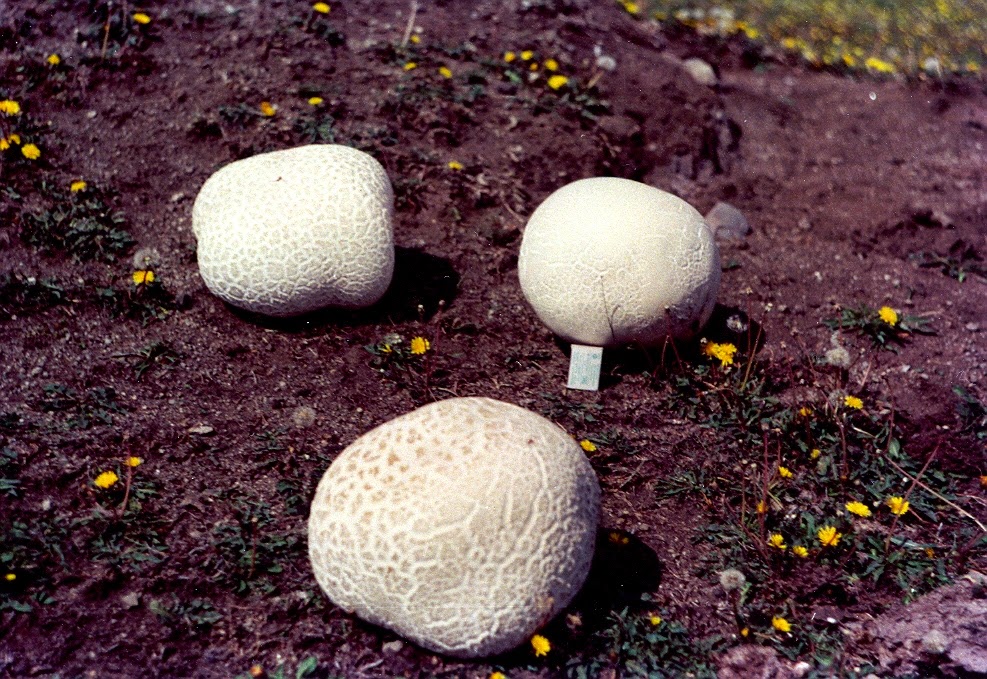 სვანეთის სოკოები და ლიქენები : Calvatia gigantea