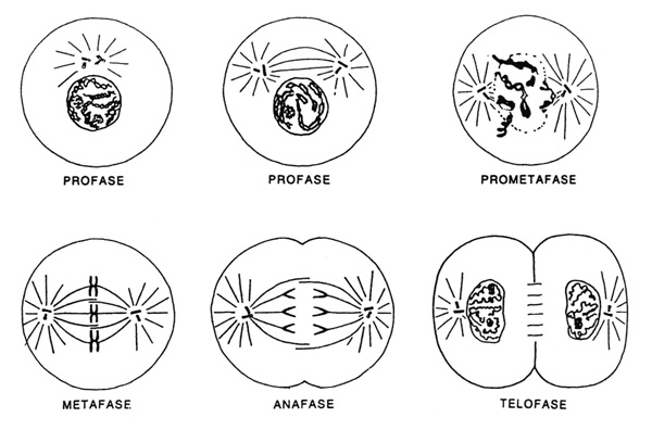 RESPIRACIÓN CELULAR Y CICLO CELULAR - Vida Biología