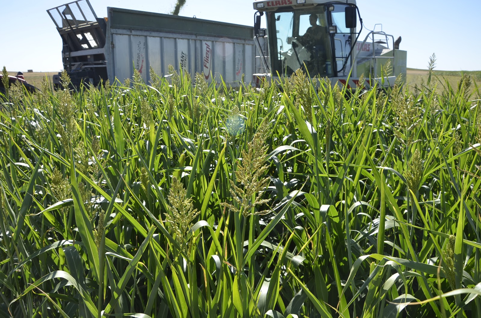 Ensiling Sorghum: chopping, transport and pressing