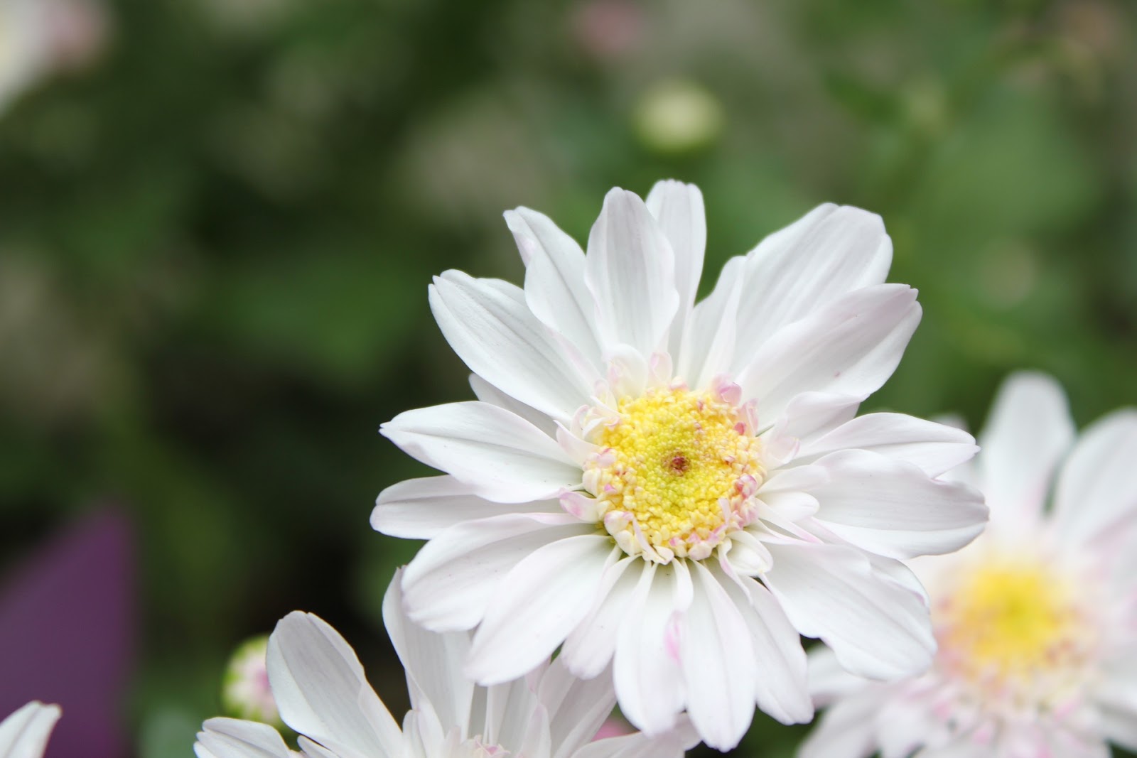 Nutritional Immunology Superfood: Chrysanthemum