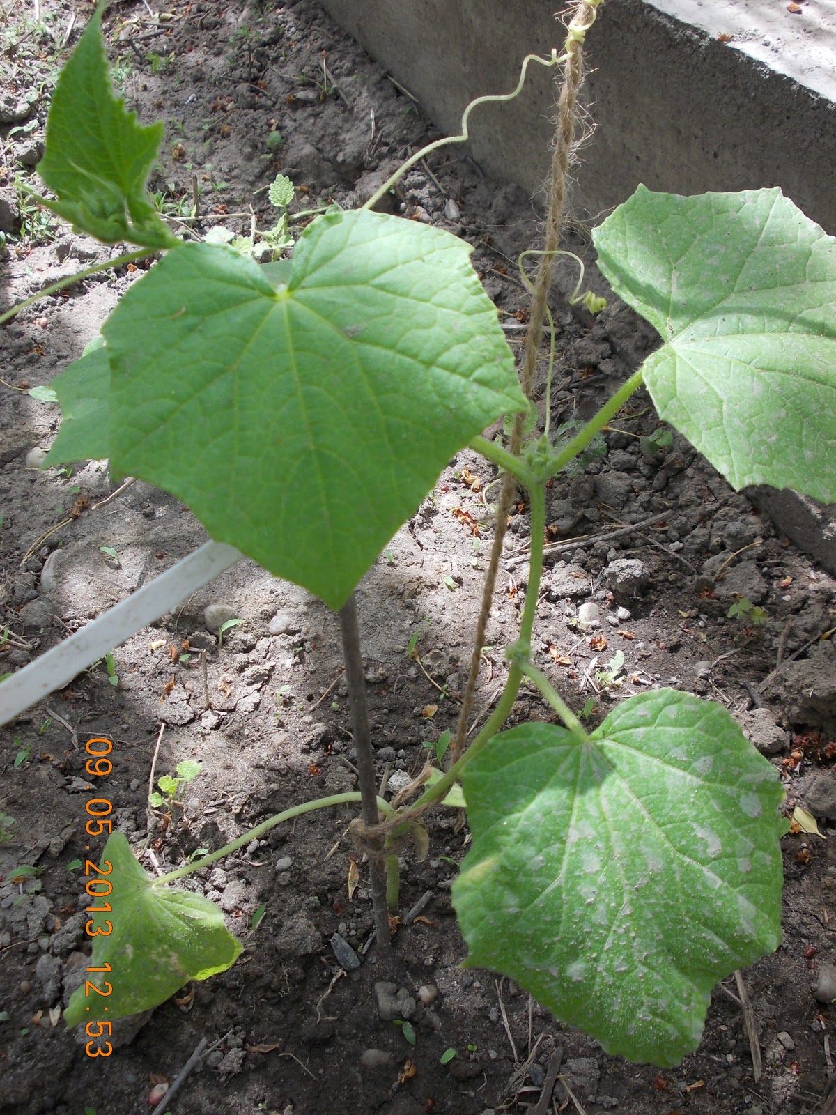 Castravetii - Grădina Mirelei