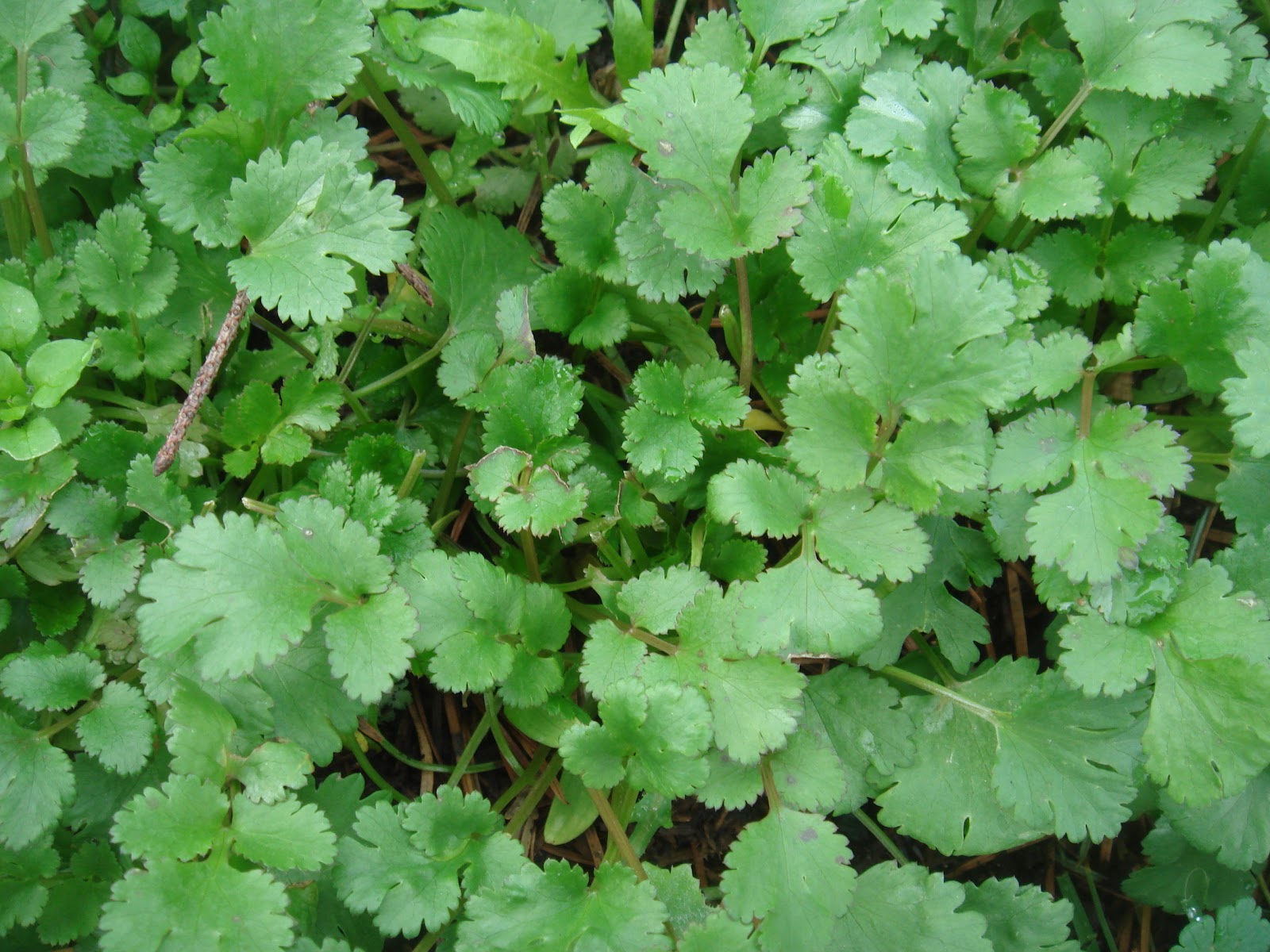 East West Gardens: Cilantro Cover Crop
