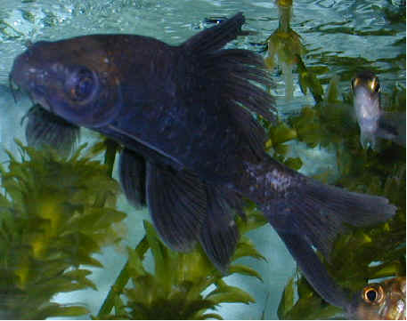 Aquarium Fish: Black Shark