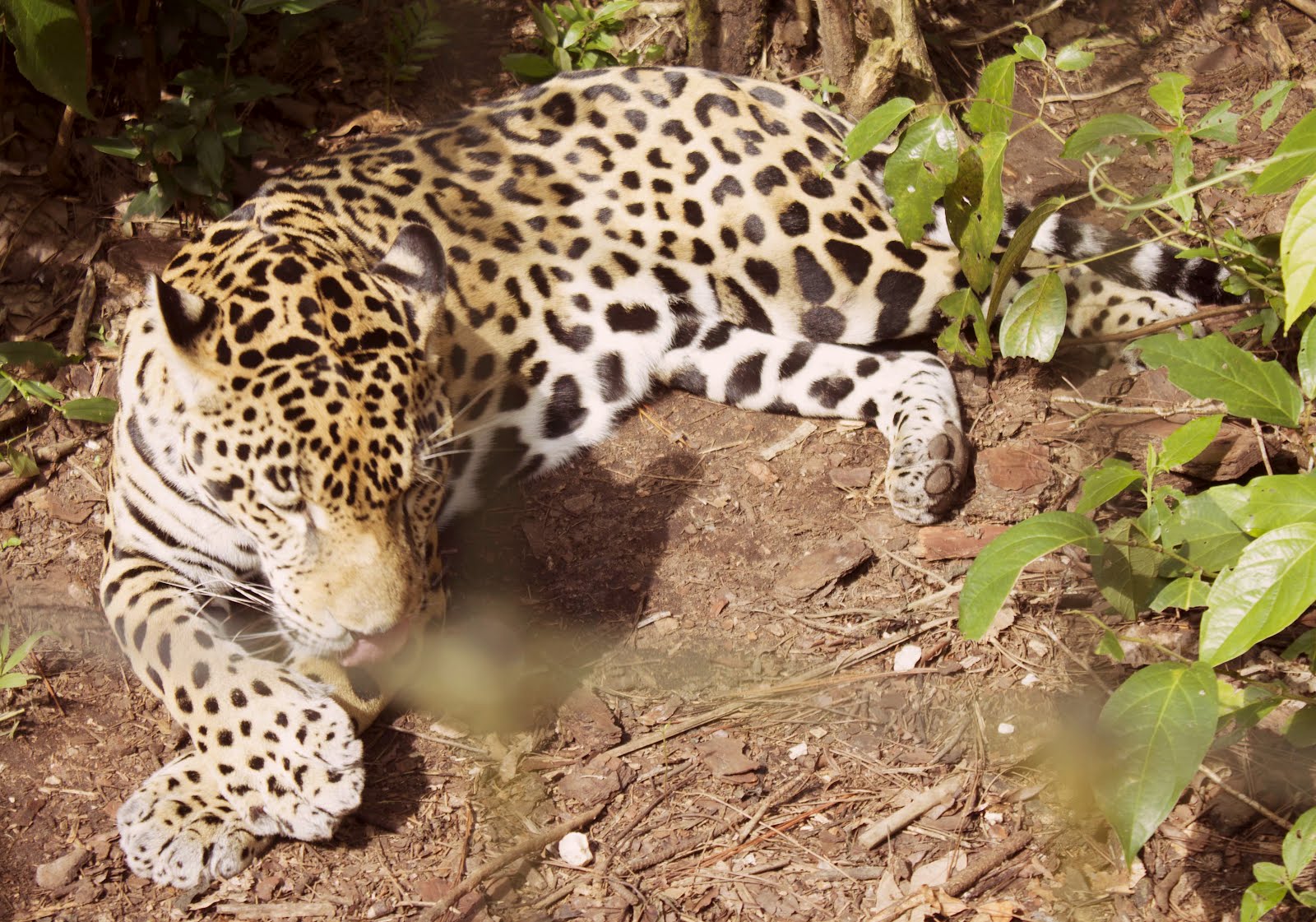 Fauna de Yucatán I: Mamíferos y reptiles | Aventuras de dos expatriados