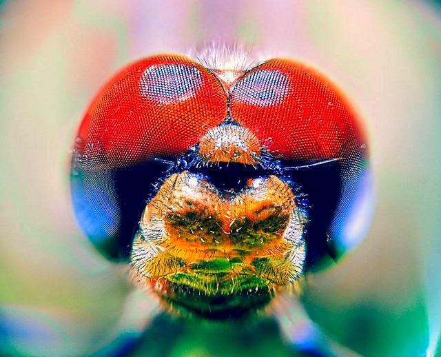 Belos e impressionantes exemplos de simetria na natureza | Maliária