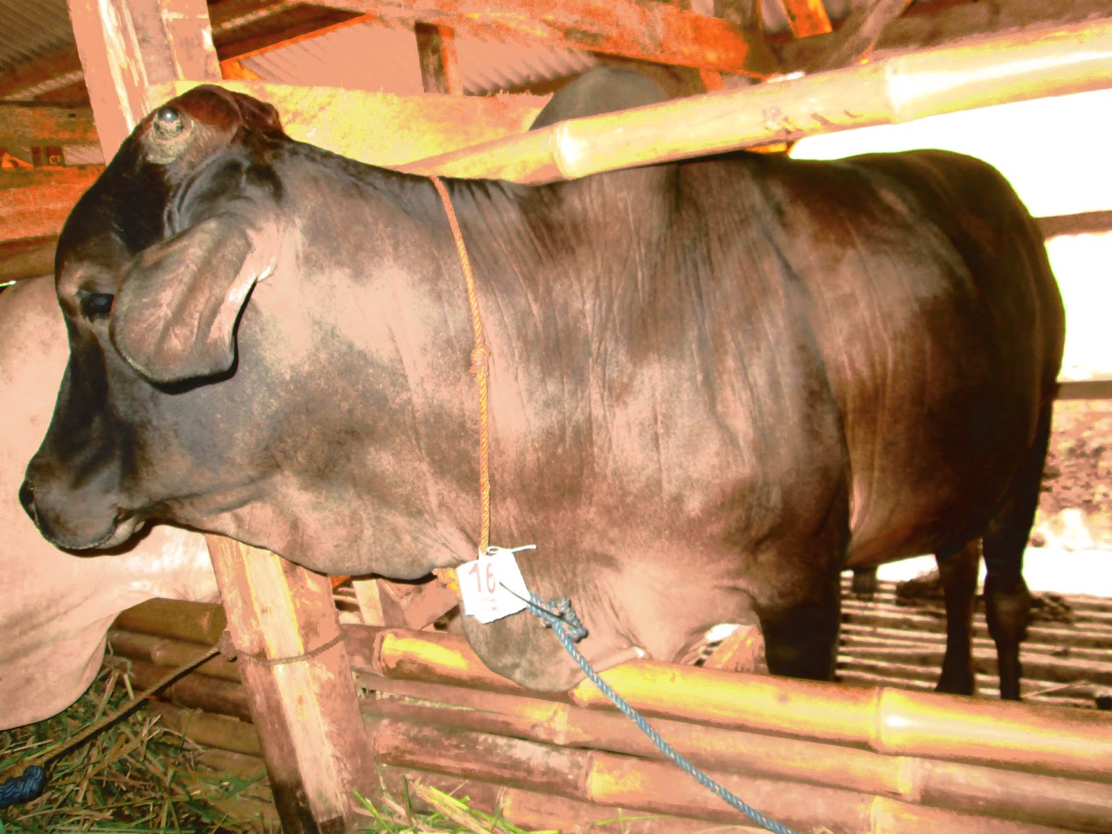 Pusat Jual Sapi & Domba Qurban MURAH di Bandung | PusatSapi.com