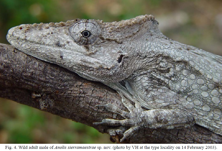 Species New to Science: [Herpetology • 2012] Anolis sierramaestrae • a ...