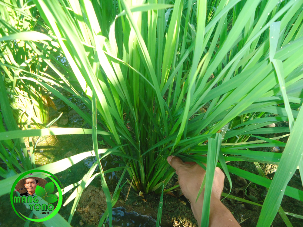 Banyak petani enggan menanam padi ketan... Mengapa?.