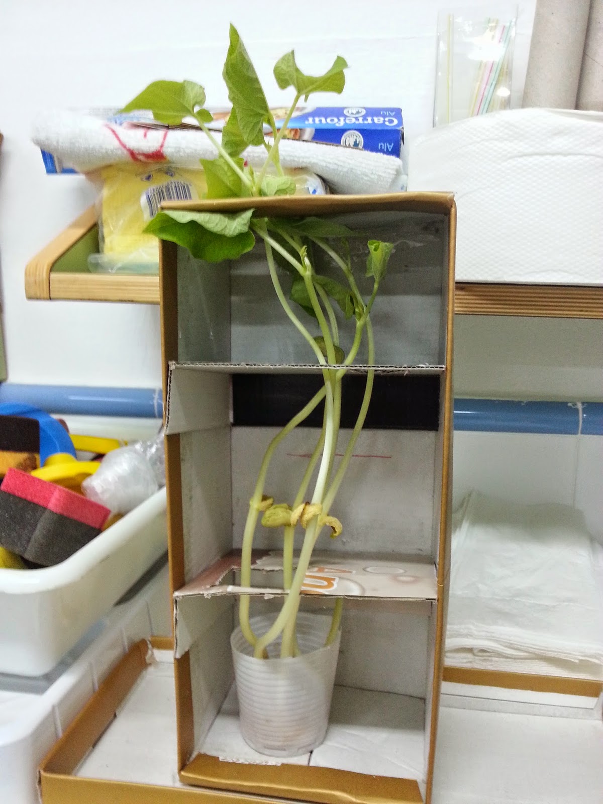 El bancalico del Cervantes: EXPERIMENTO: LAS PLANTAS BUSCAN LA LUZ