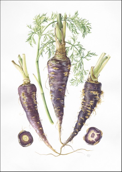 Vegetables in an Arab Spring – Shevaun Doherty