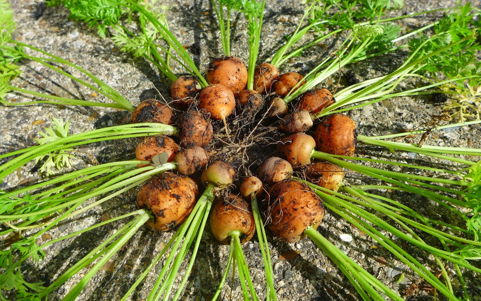 Basicallyitsgrowing: Carrots Paris Market Atlas