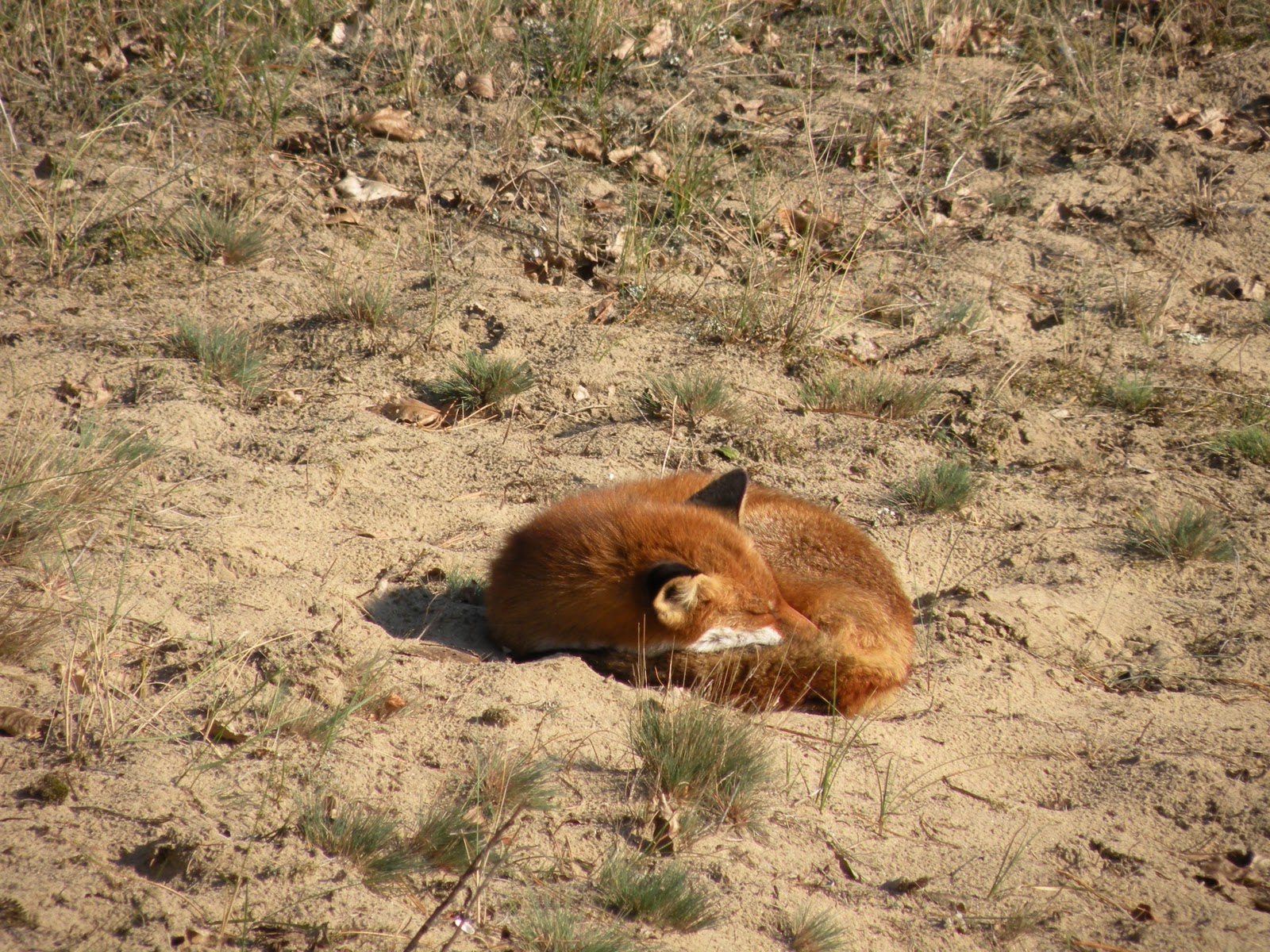 AMSTERDAMSE WATERLEIDINGDUINEN AWD: Weet U Het