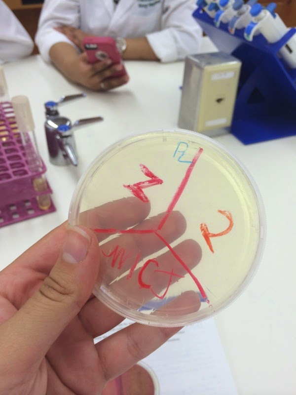 Getting Bacteria Samples