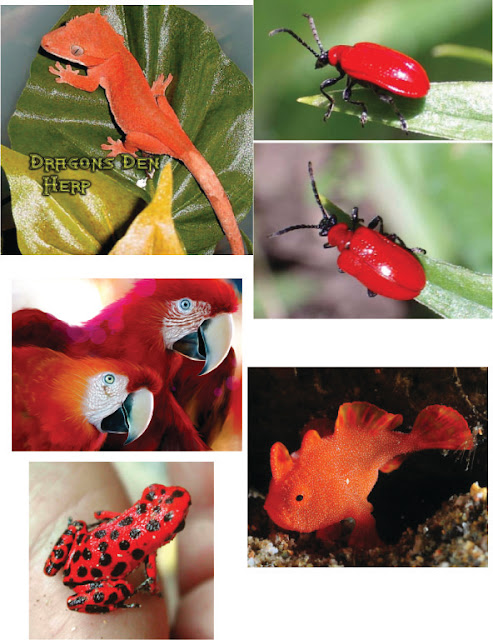 Iván Cortez: Animales Rojos