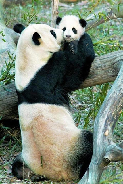 The Zoo Croo: THE GIANT PANDA