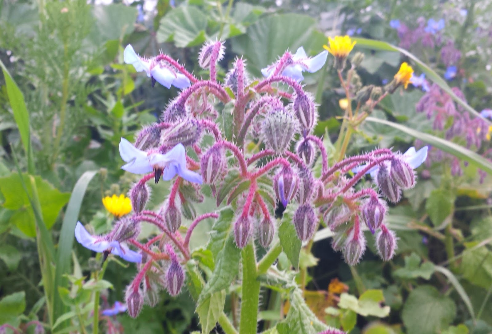 A Wildflower Of Many Talents | SNAPSHOTS OF MALTA