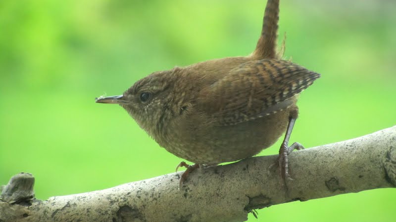 Fair Isle: Birds on a Stick