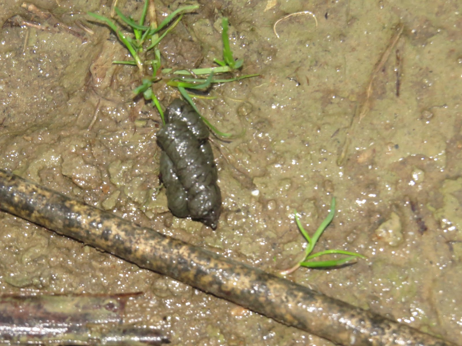 Appleton Wildlife Diary: Last nights river walk