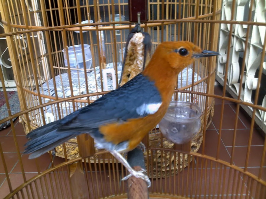 Cara Membedakan Ciri Burung Anis Merah Jantan dan Betina | INDONESIA ...