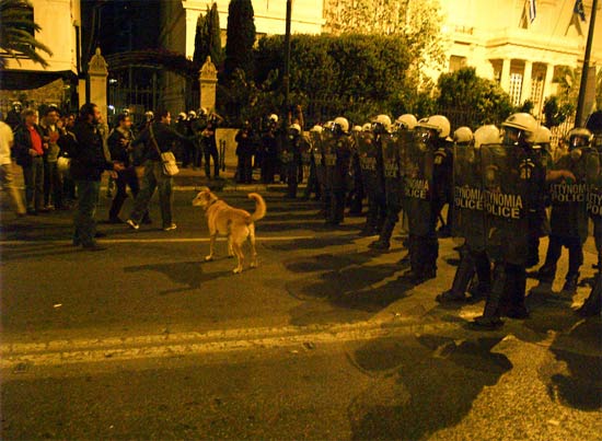 Gallery of The Legendary Greece Riot Dog Pictures | Amazing Creatures