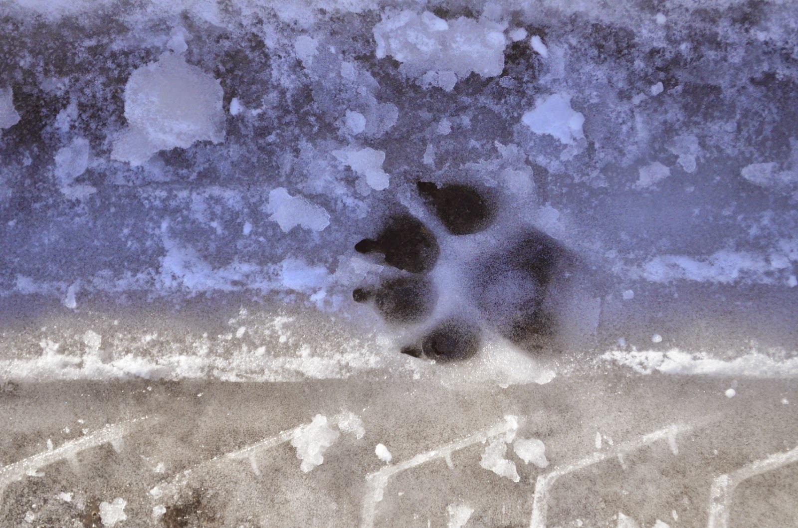 Towne Square Animal Clinic: Top Ten Winter Skin & Paw Care Tips