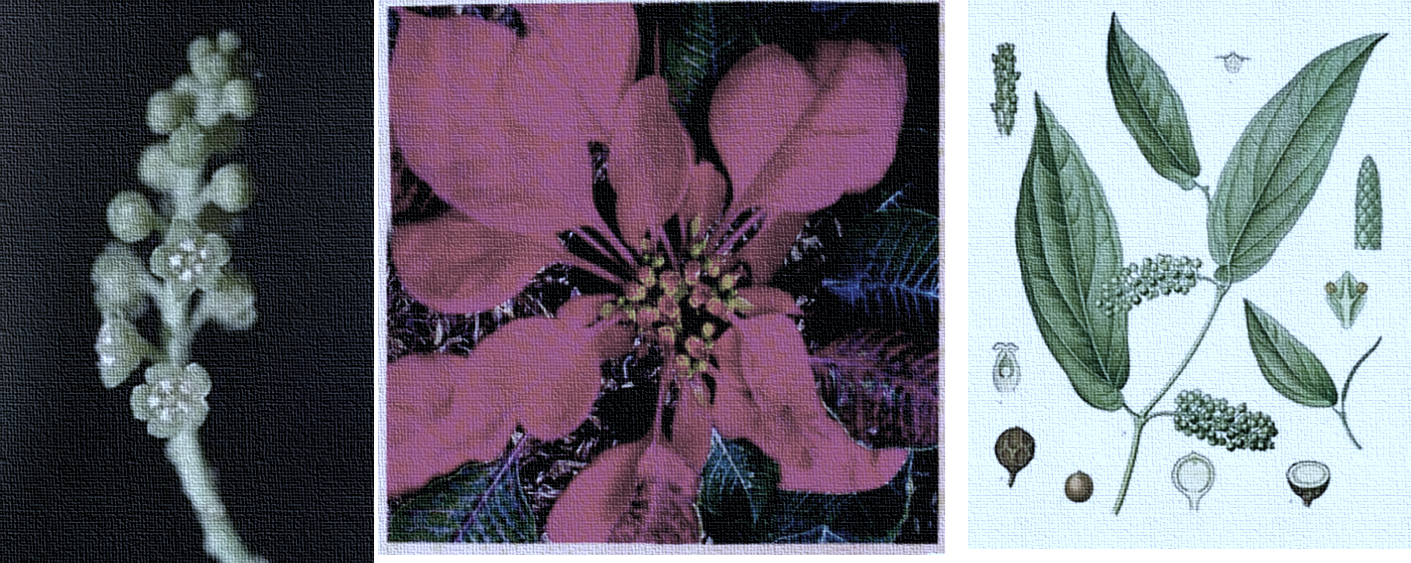 Pendidikan Dan Pembelajaran: Pengertian Mitokondria, Mollusca, Monera ...