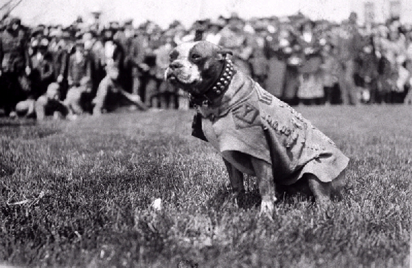 Sergeant Stubby - WWI War Dog Hero | Australian Dog Lover