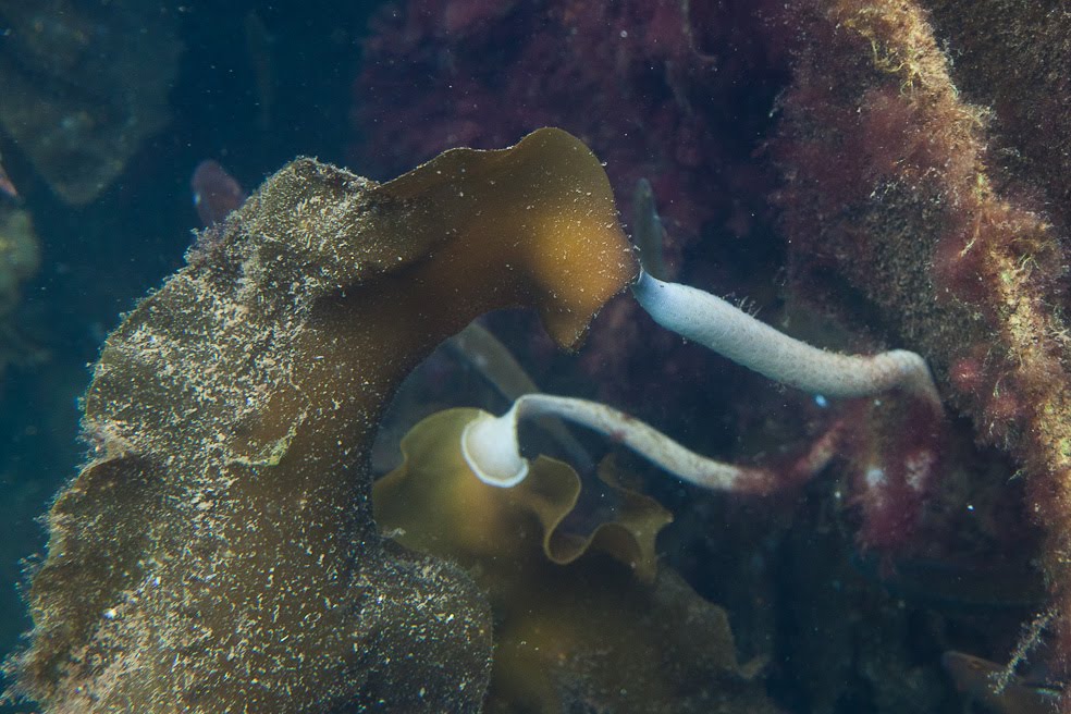 Mick's marine biology: April 2011