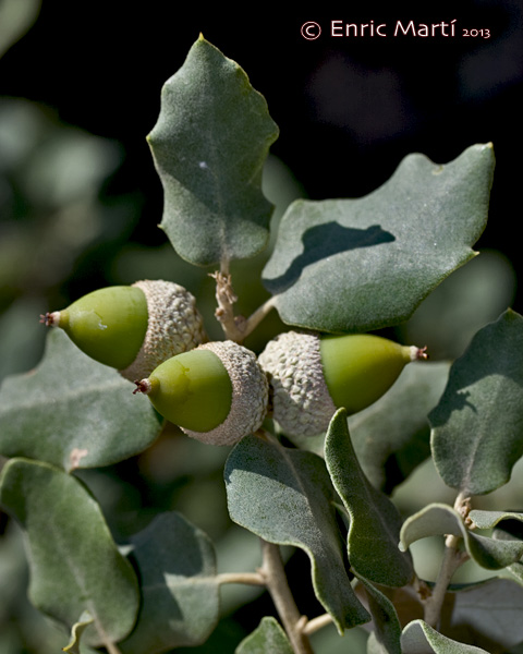Fagaceae: Quercus ilex subsp ballota - Flores Silvestres del Mediterráneo