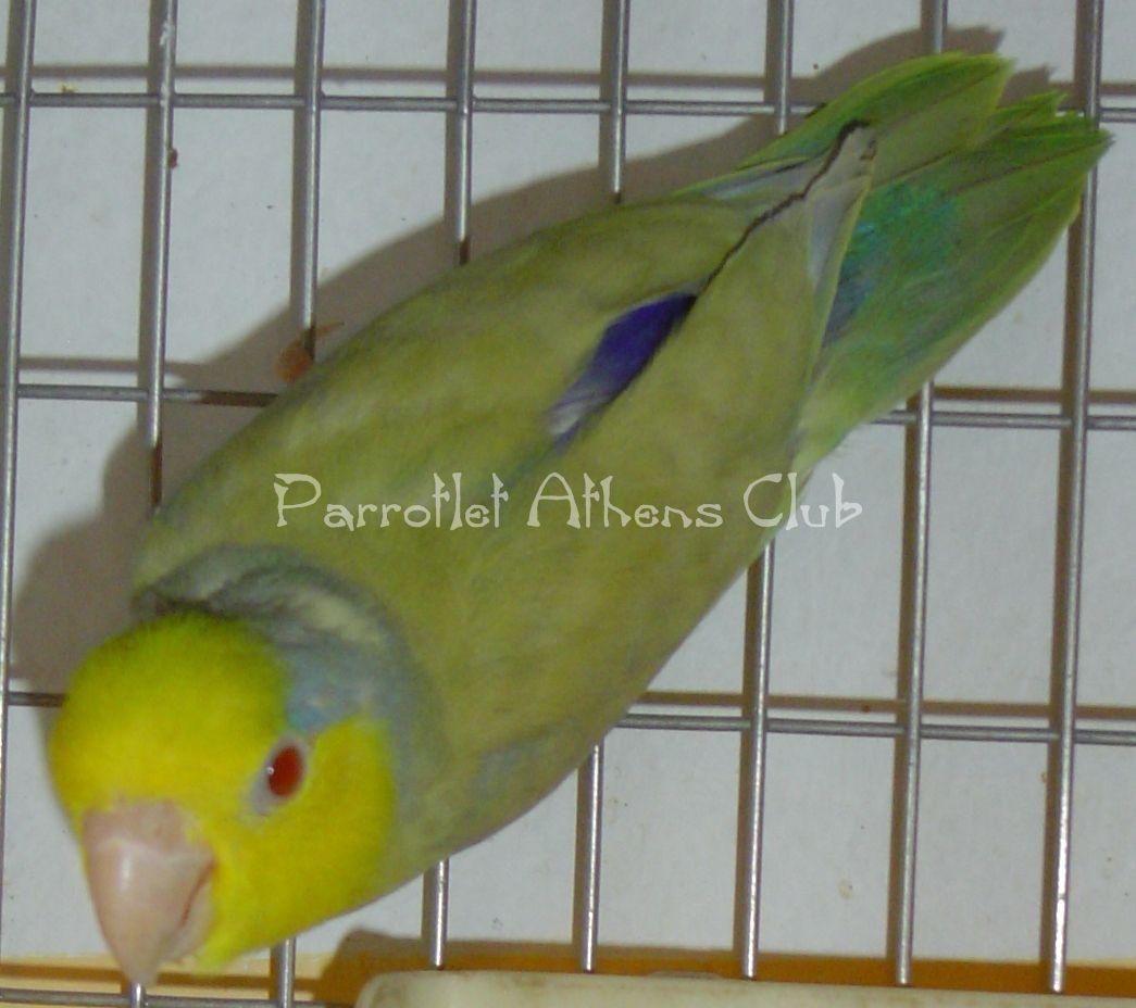 Parrotlet Athens Club: Parrotlet - Breeders Athens Greece