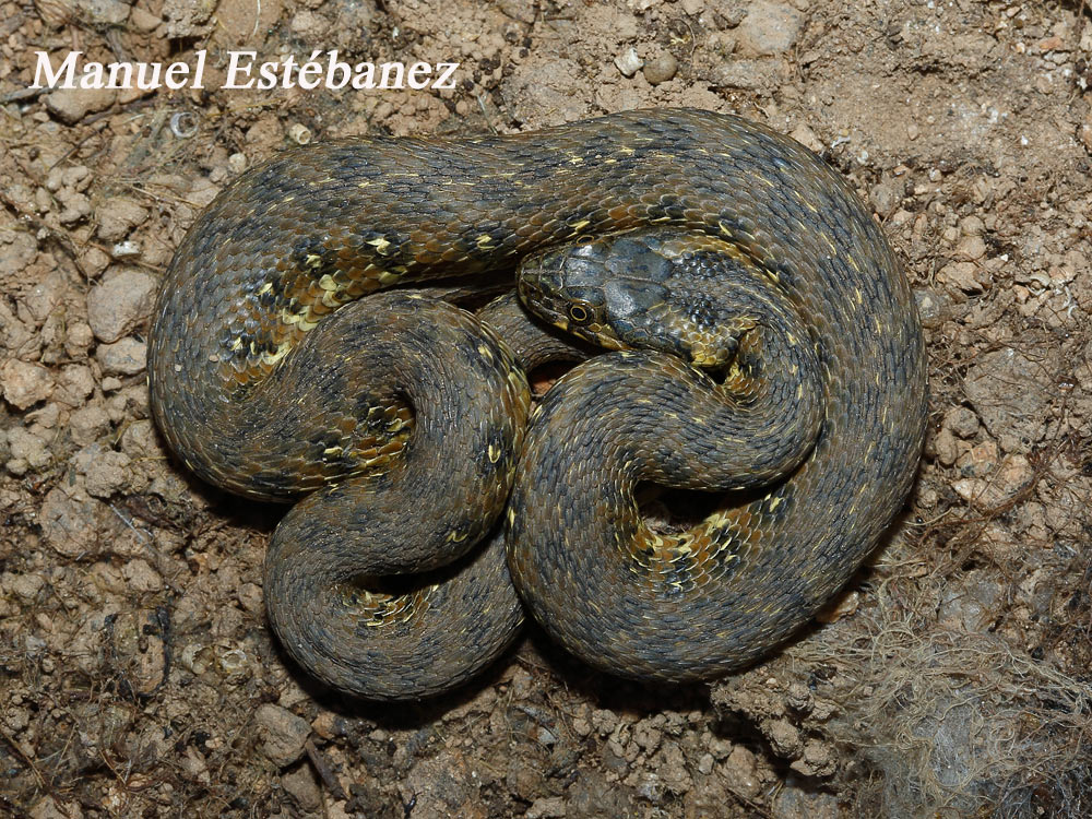 Miradas Cantábricas: Culebra viperina (Natrix Maura)
