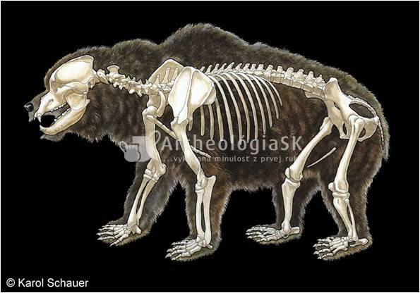 Medvědovití: Znaky