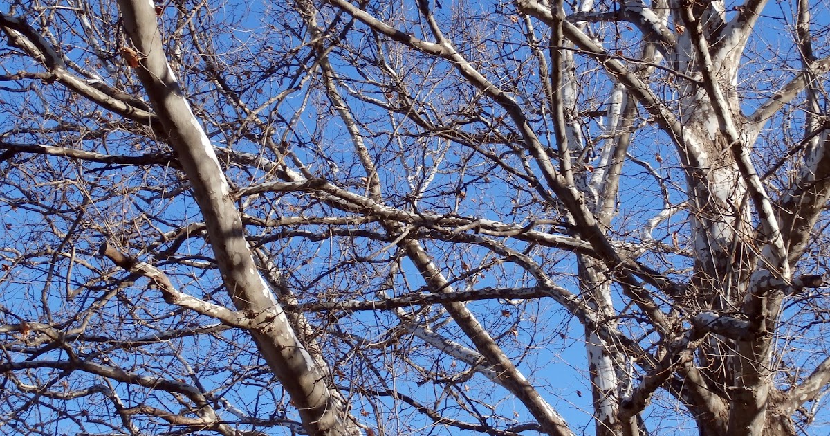 Larry's Photo a Day: Sycamore Tree.....