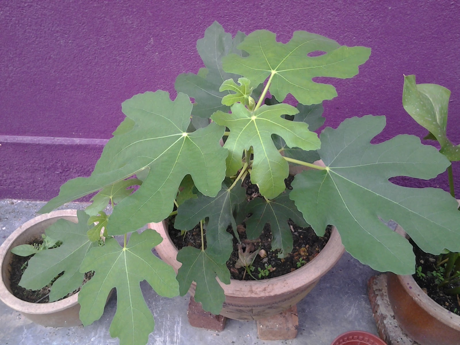 Perkembangan Pokok Fig | My Mix Garden