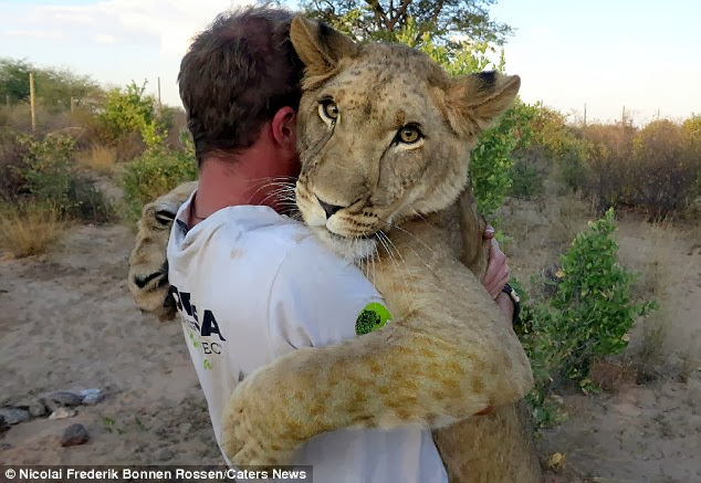 White Wolf : African lioness develops strong bond with 2 ...