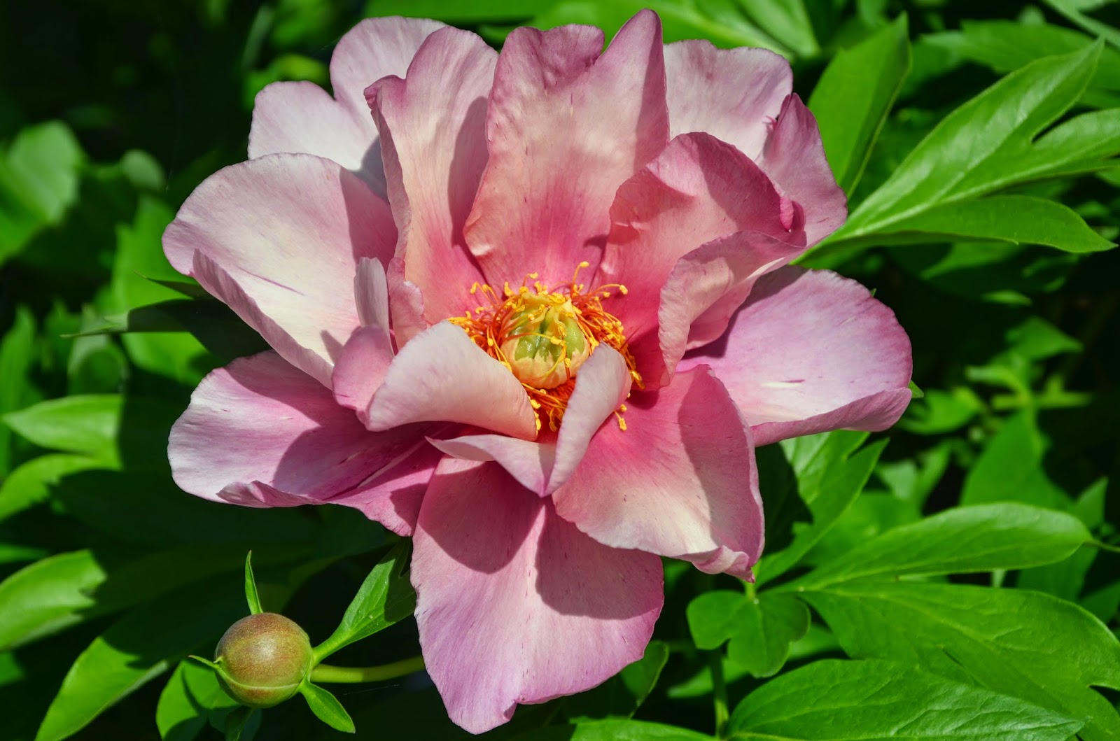 Double Itoh Peony 'Pink Double Dandy' (Paeonia itoh) | Itoh peony ...