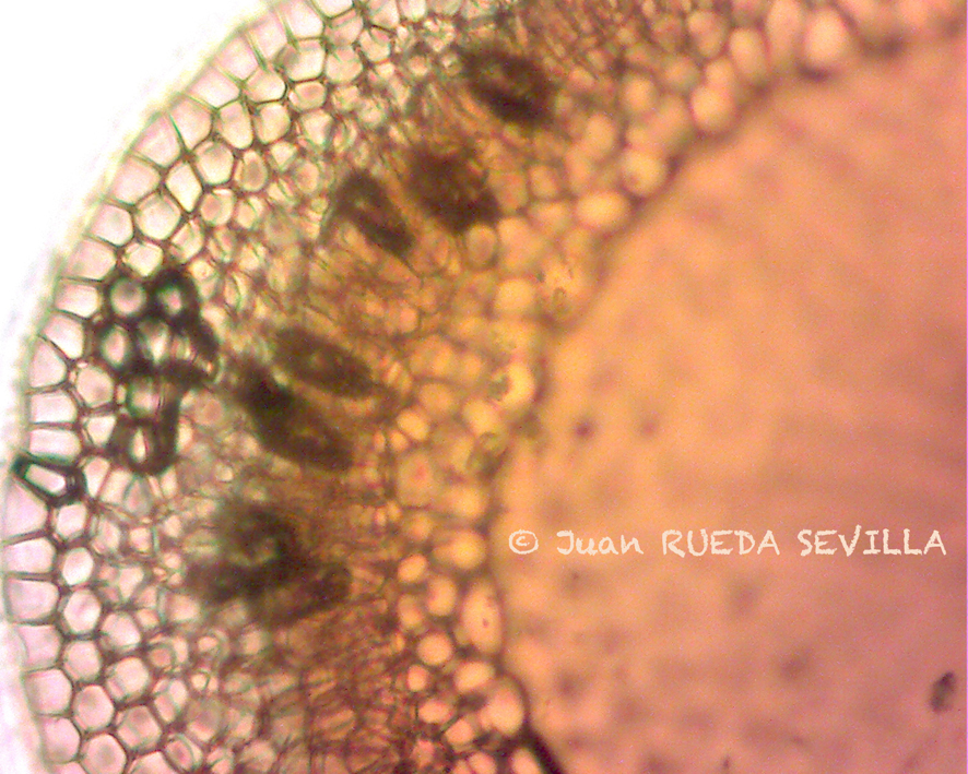 Macroinvertebrados acuáticos: Macroinvertebrados acuáticos de l ...