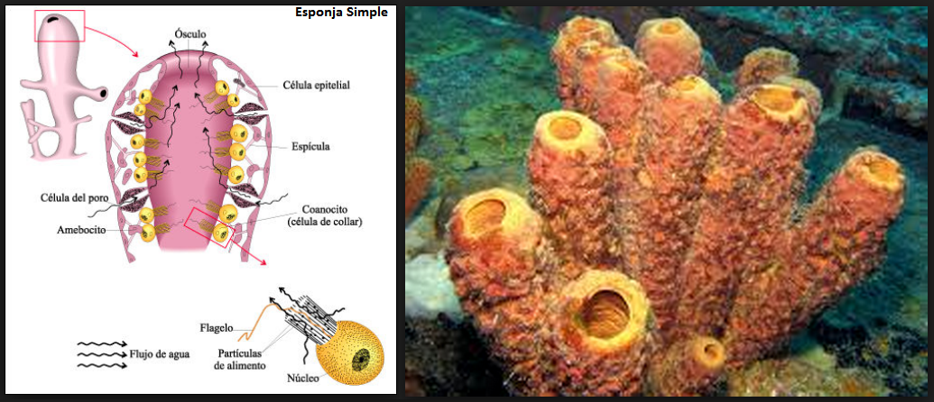 Info animales: febrero 2016